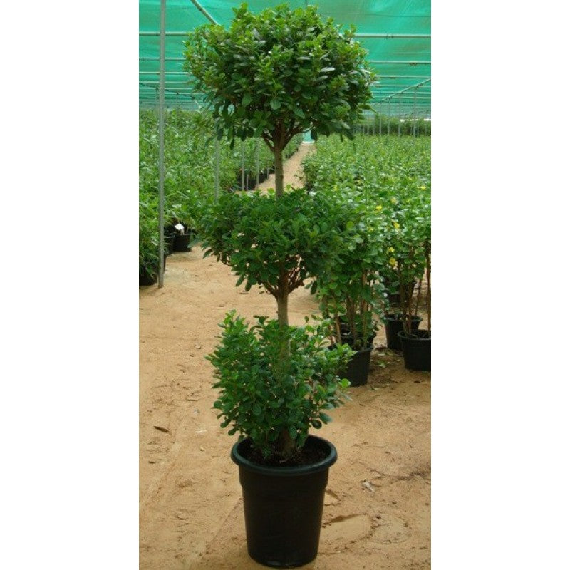 Ficus Panda 3 Head Outdoor | Ficus Panda 3 Head Outdoor – Royal Garden ...
