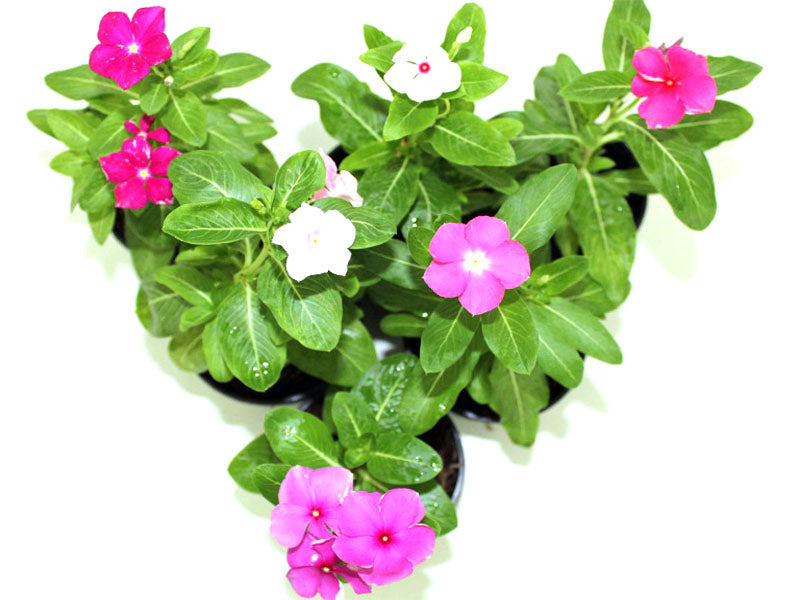 Erethia Plant Ball Shape - Outdoor Plant | Royal Garden Centre